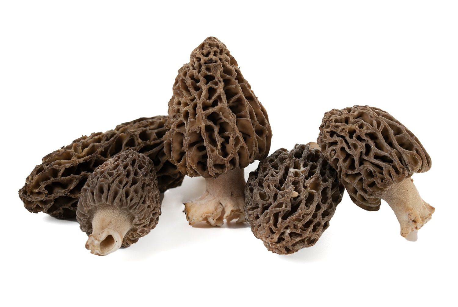 Les 10 types de champignons plus connus - Blog mentta