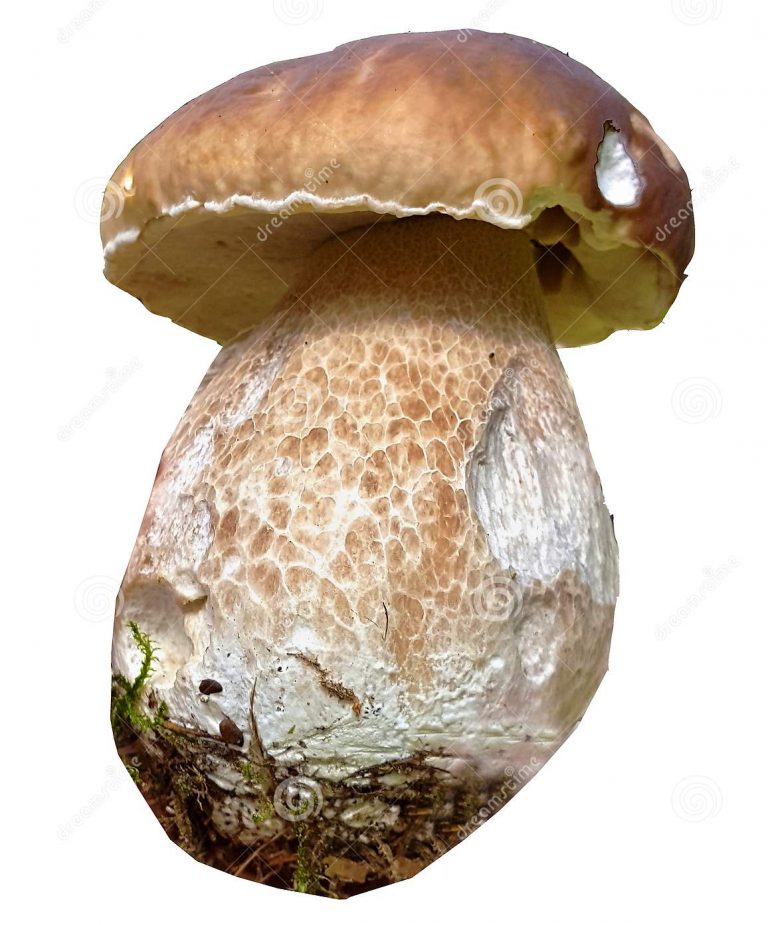 Los 10 tipos de setas más conocidos - Blog mentta