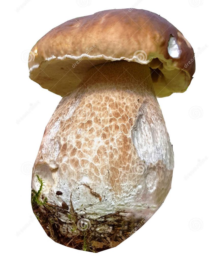 Les 10 types de champignons plus connus - Blog mentta