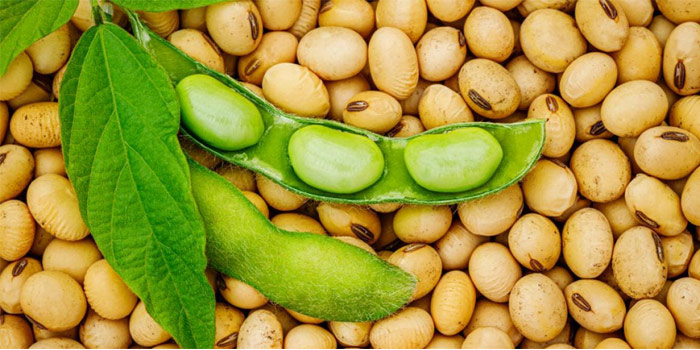 Propiedades y beneficios de la soja ¿Qué nos aporta? - Blog mentta